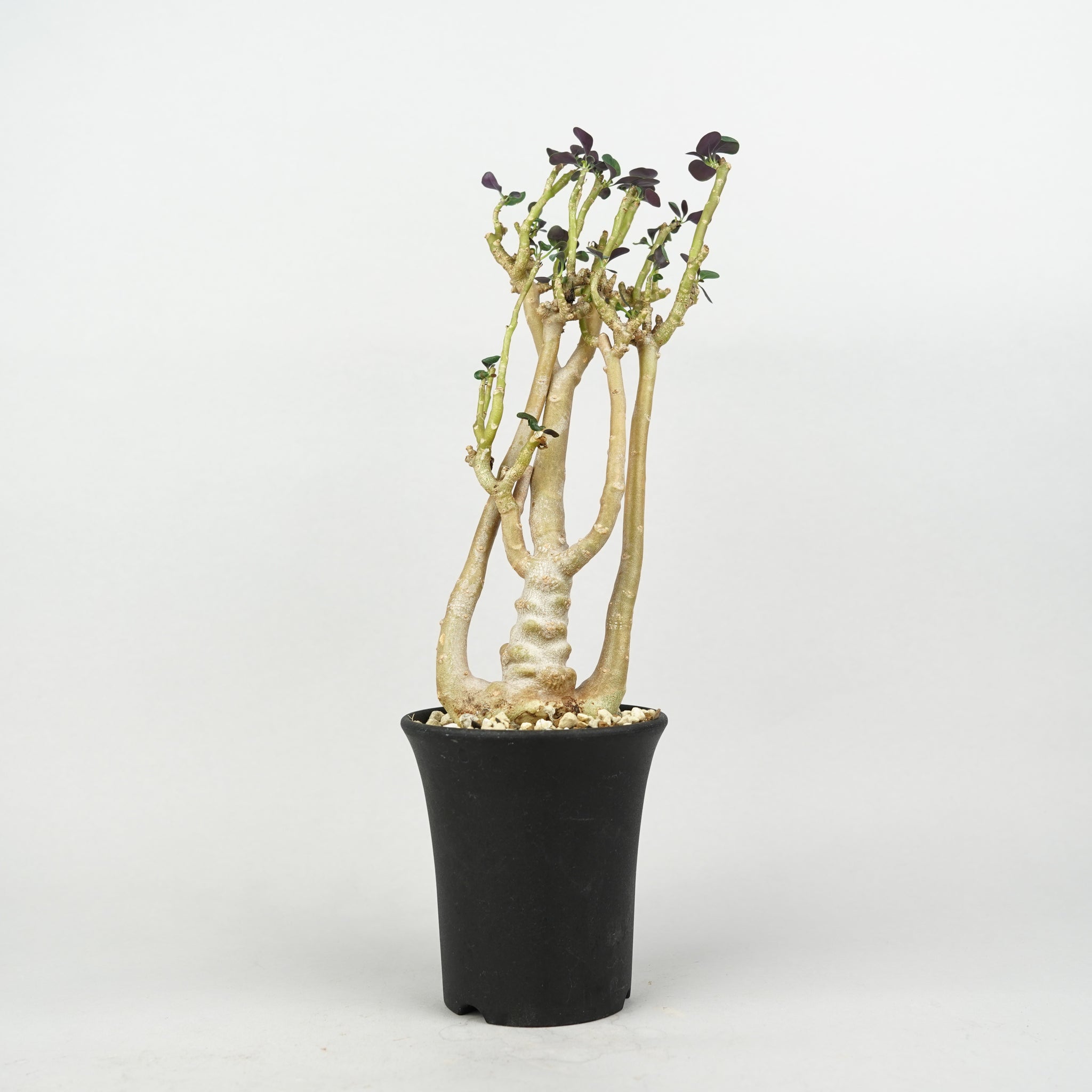 オトンナ・トリプリネルビア「Othonna Triplinervia」/WI032 – Hachi-8