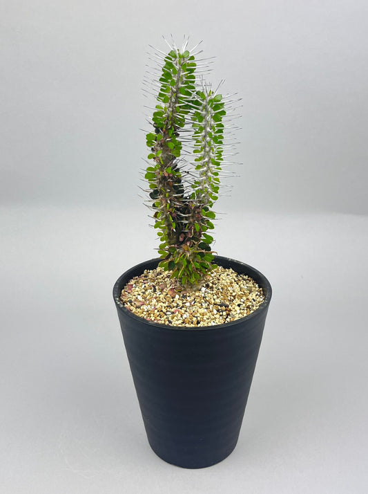 HACHI-8_Plants – Hachi-8