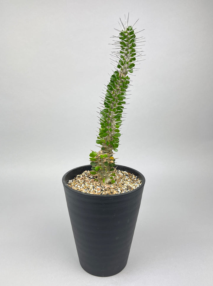 HACHI-8_Plants – Hachi-8