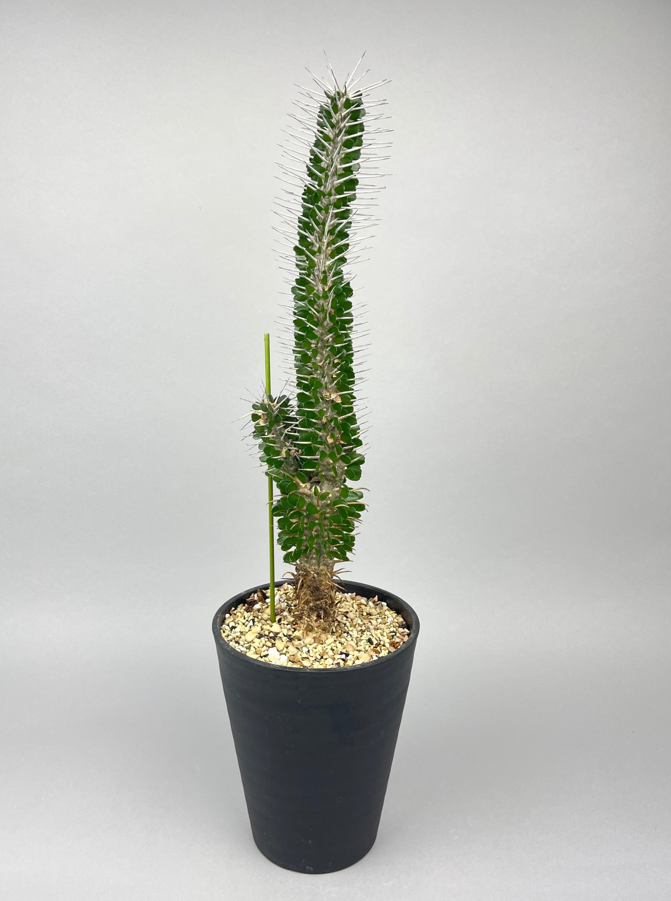 HACHI-8_Plants – Hachi-8