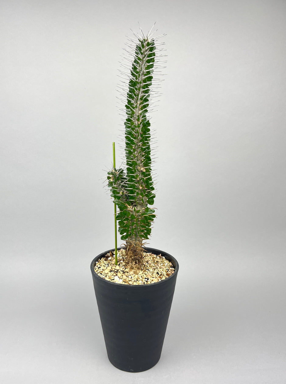 HACHI-8_Plants – Hachi-8