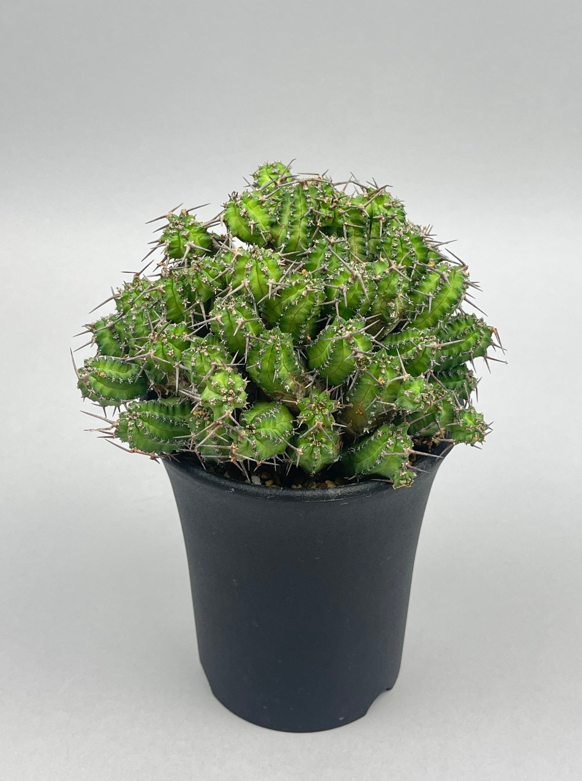 ユーフォルビア フィリプシアエ「Euphorbia phillipsiae」/EU0056-3 ① – Hachi-8